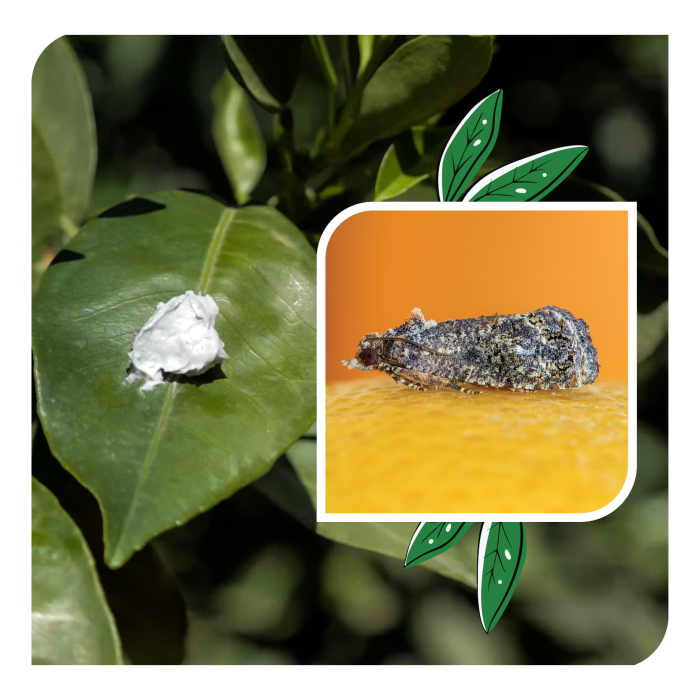 River Bioscience | Crop Protection | Biocontrol Solutions | SPLAT FCM